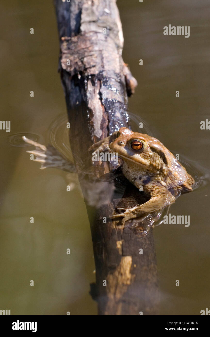 Toads limbs hi-res stock photography and images - Alamy