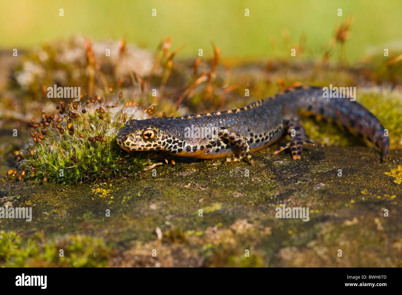 common newt Stock Photo - Alamy