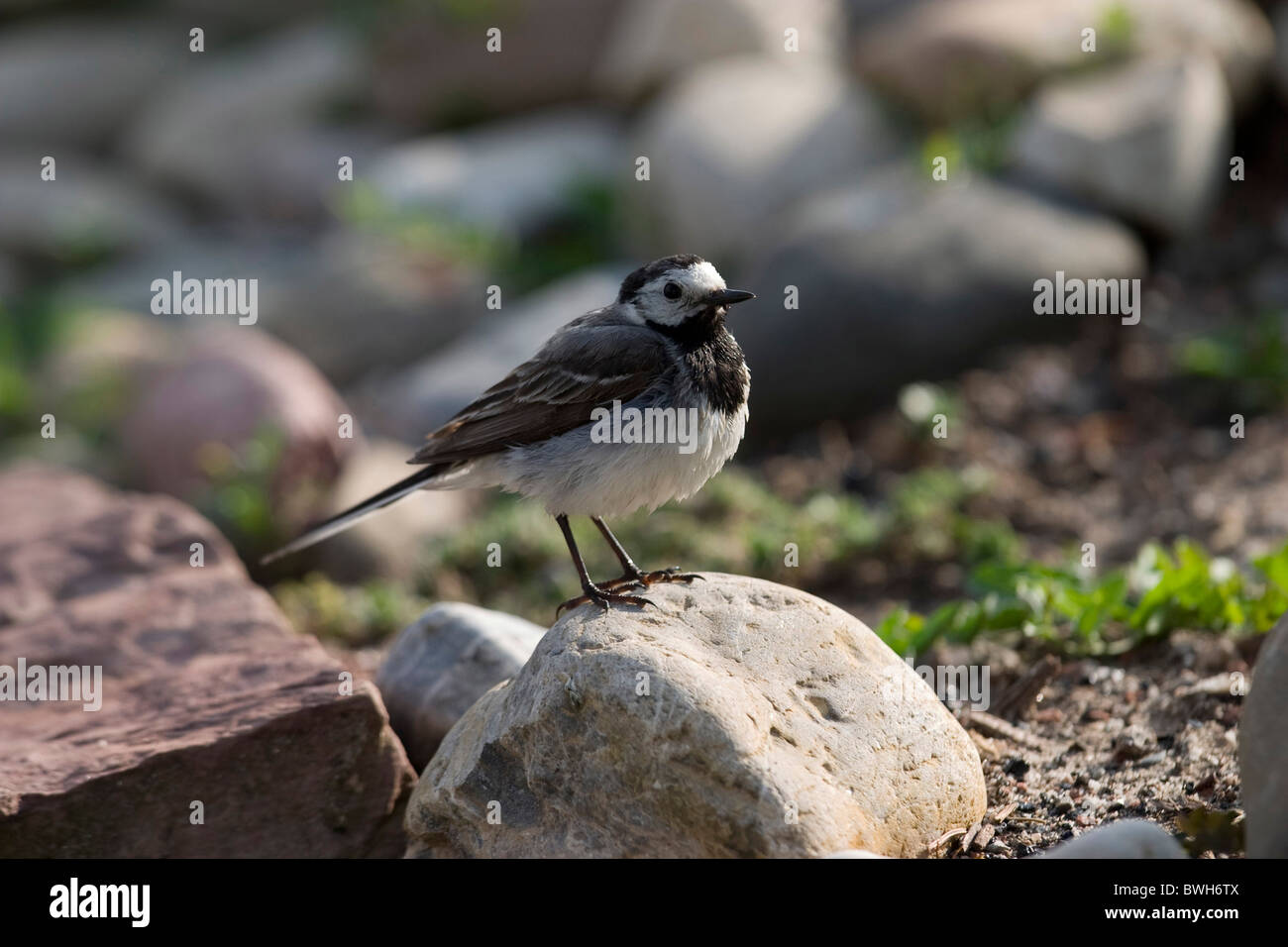 Wagtail wagtails hi-res stock photography and images - Alamy
