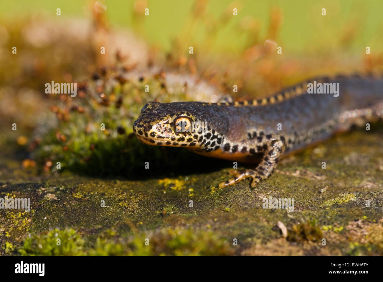 Common newt newts hi-res stock photography and images - Alamy
