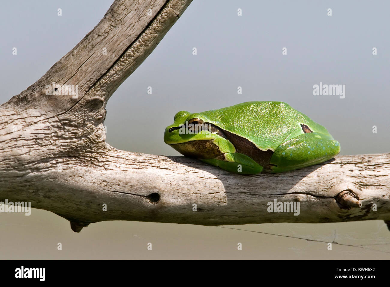 Tree frog profile hi-res stock photography and images - Alamy