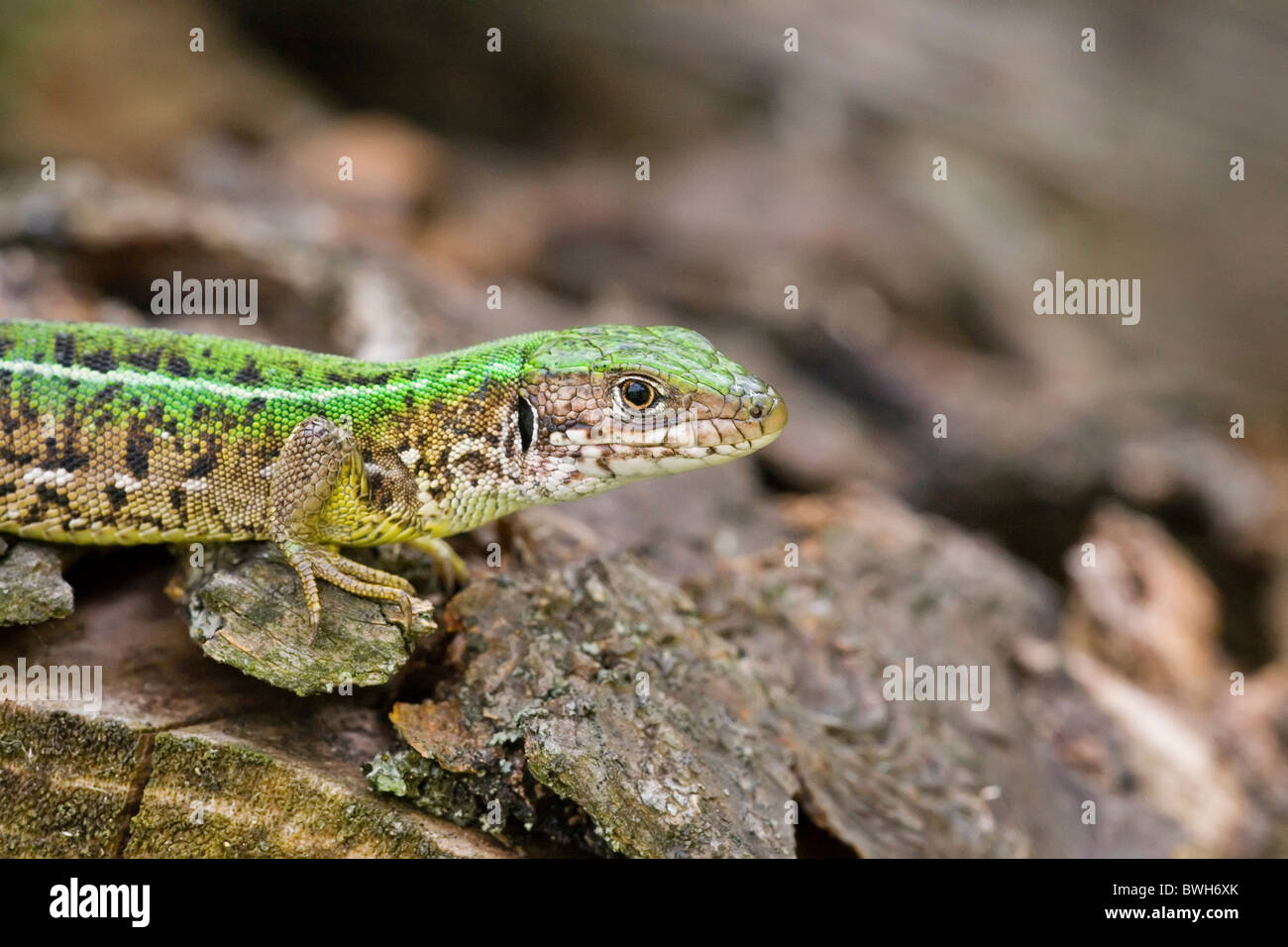 western green lizard Stock Photo - Alamy