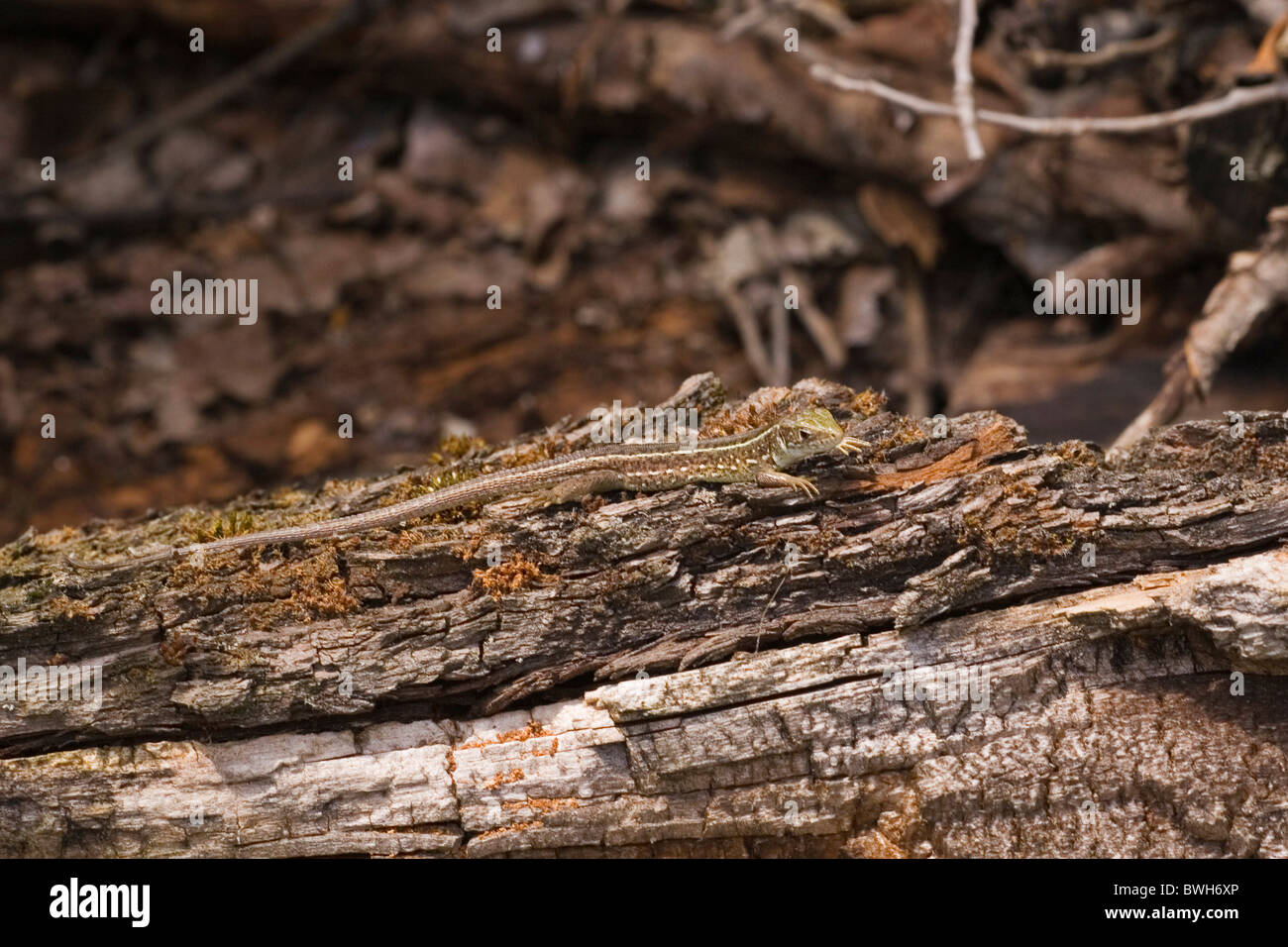 western green lizard Stock Photo - Alamy