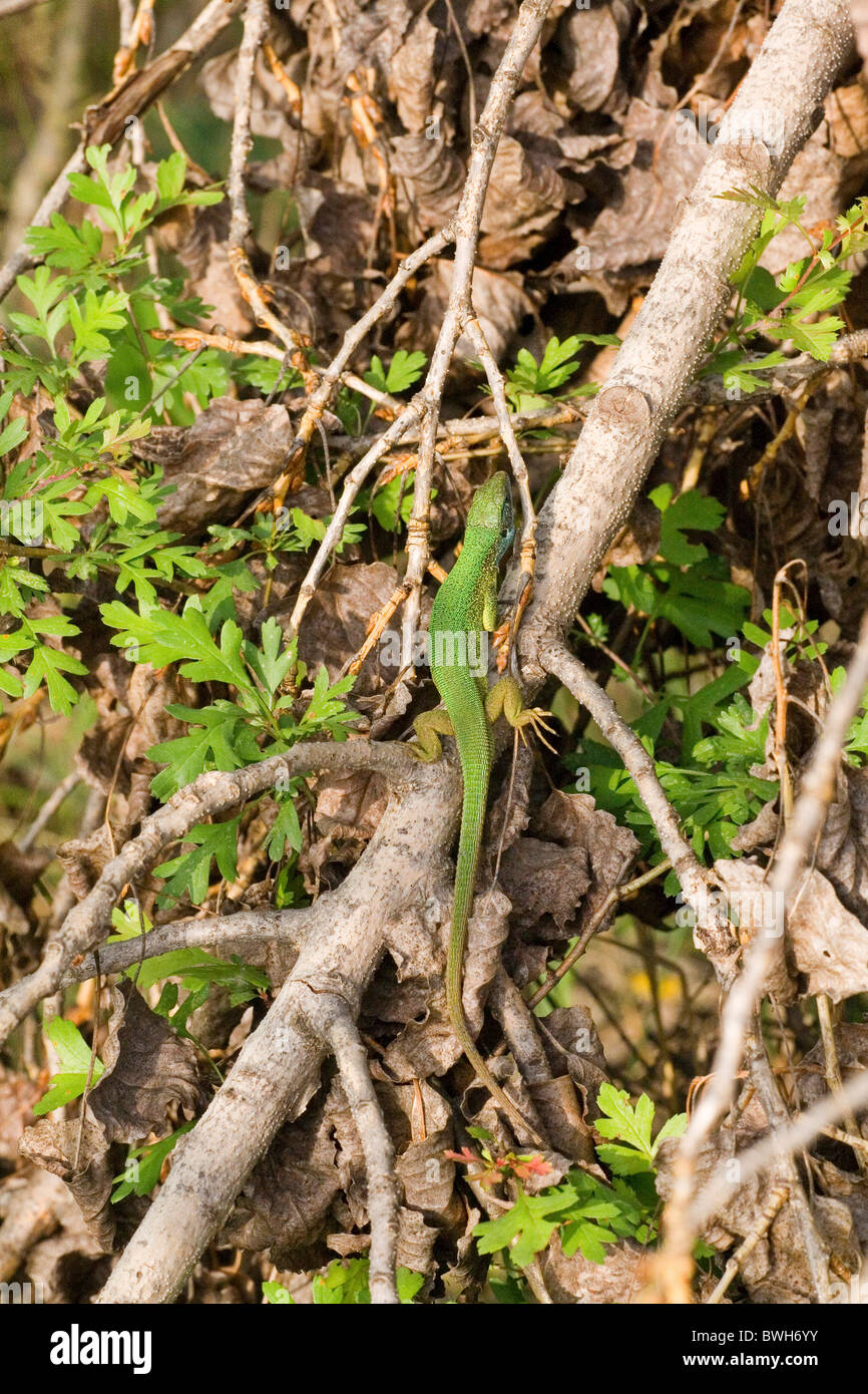 western green lizard Stock Photo - Alamy
