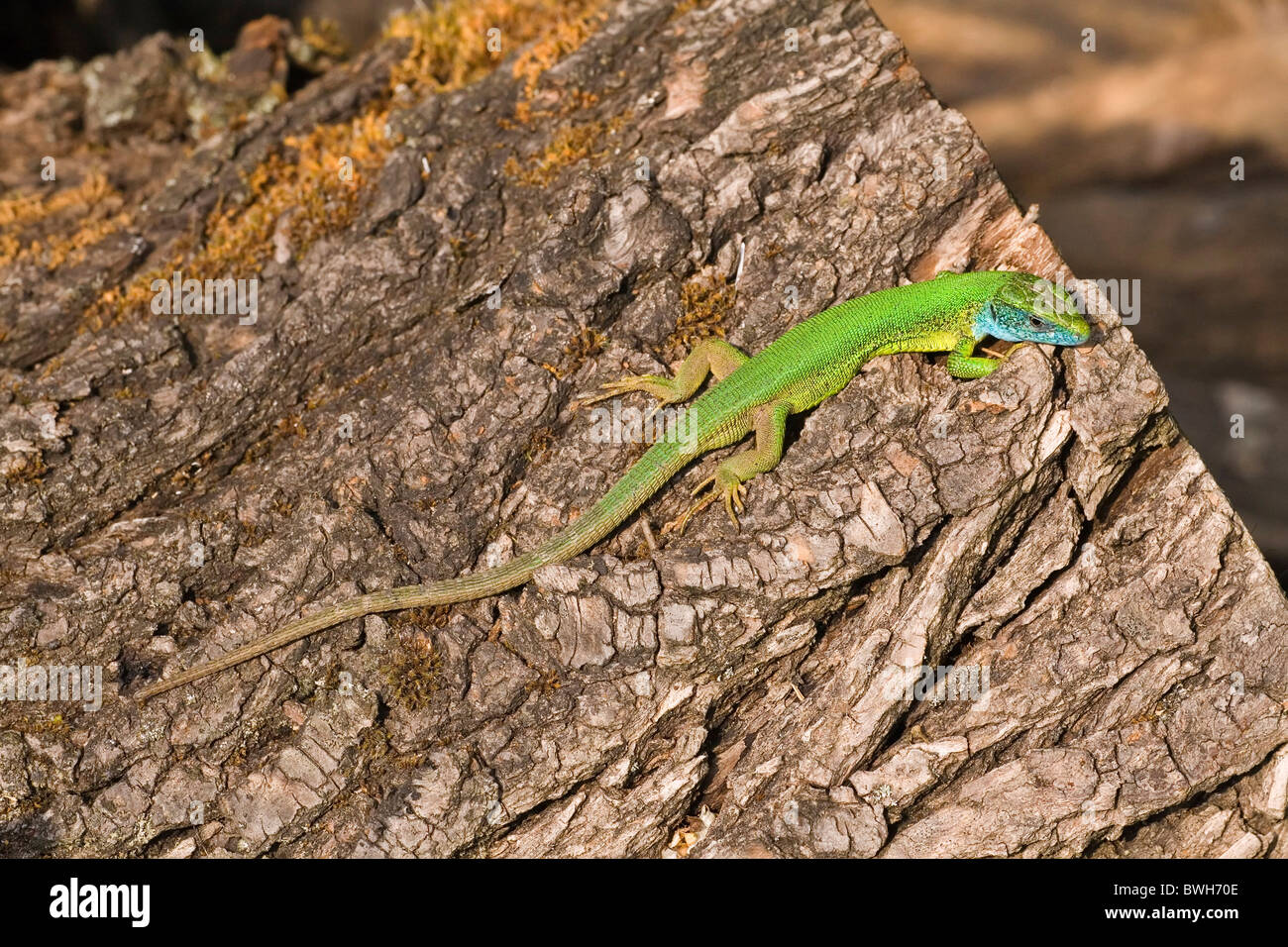western green lizard Stock Photo - Alamy