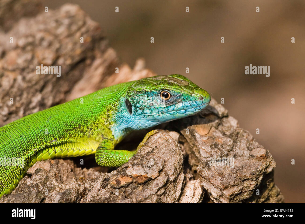 western green lizard Stock Photo - Alamy
