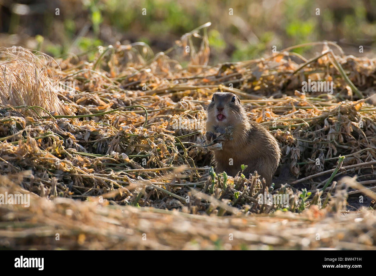 Gopher gophers ground squirrel hi-res stock photography and images - Alamy