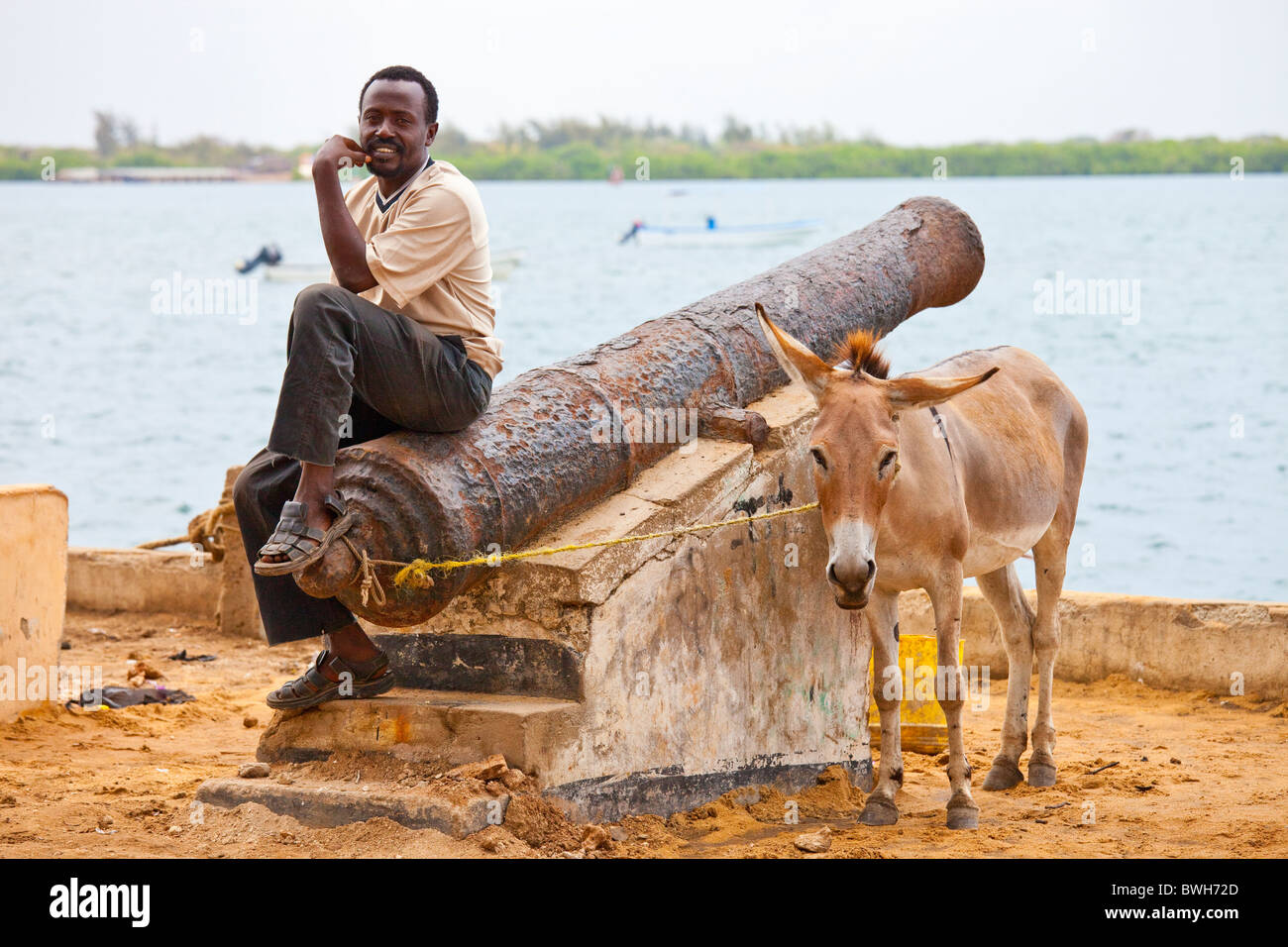 Lamu donkey hi-res stock photography and images - Alamy