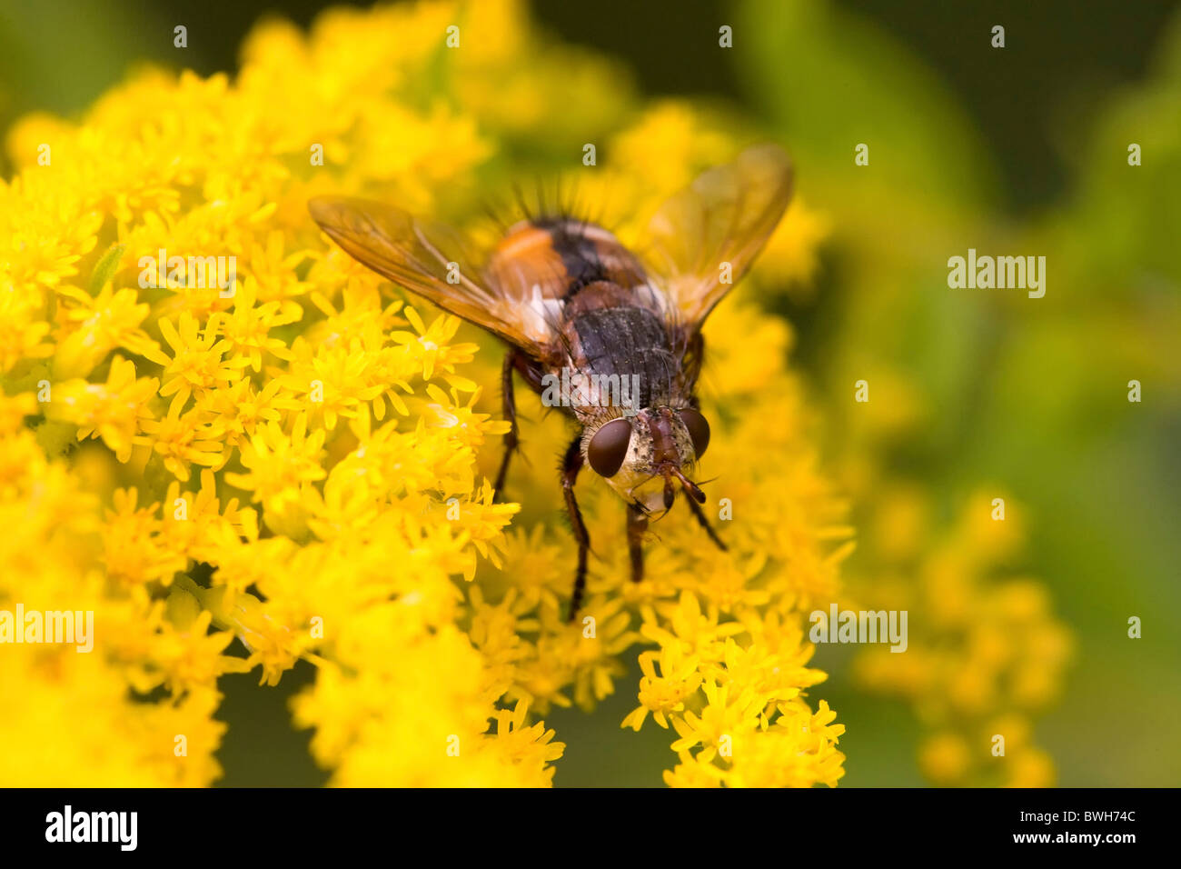 Tachinids hi-res stock photography and images - Alamy