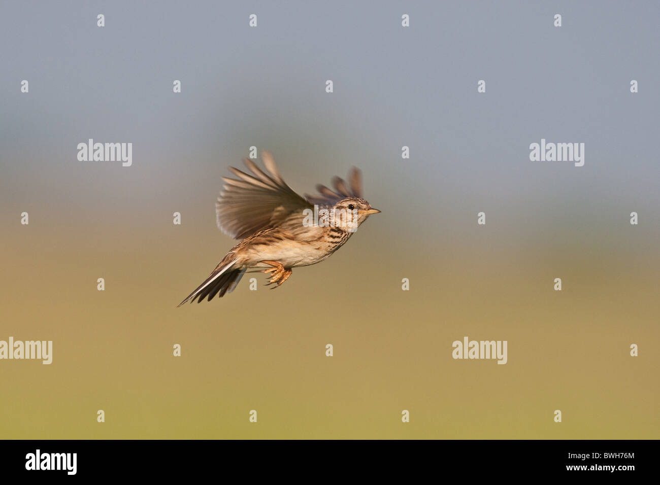 Eurasian skylarks hi-res stock photography and images - Alamy