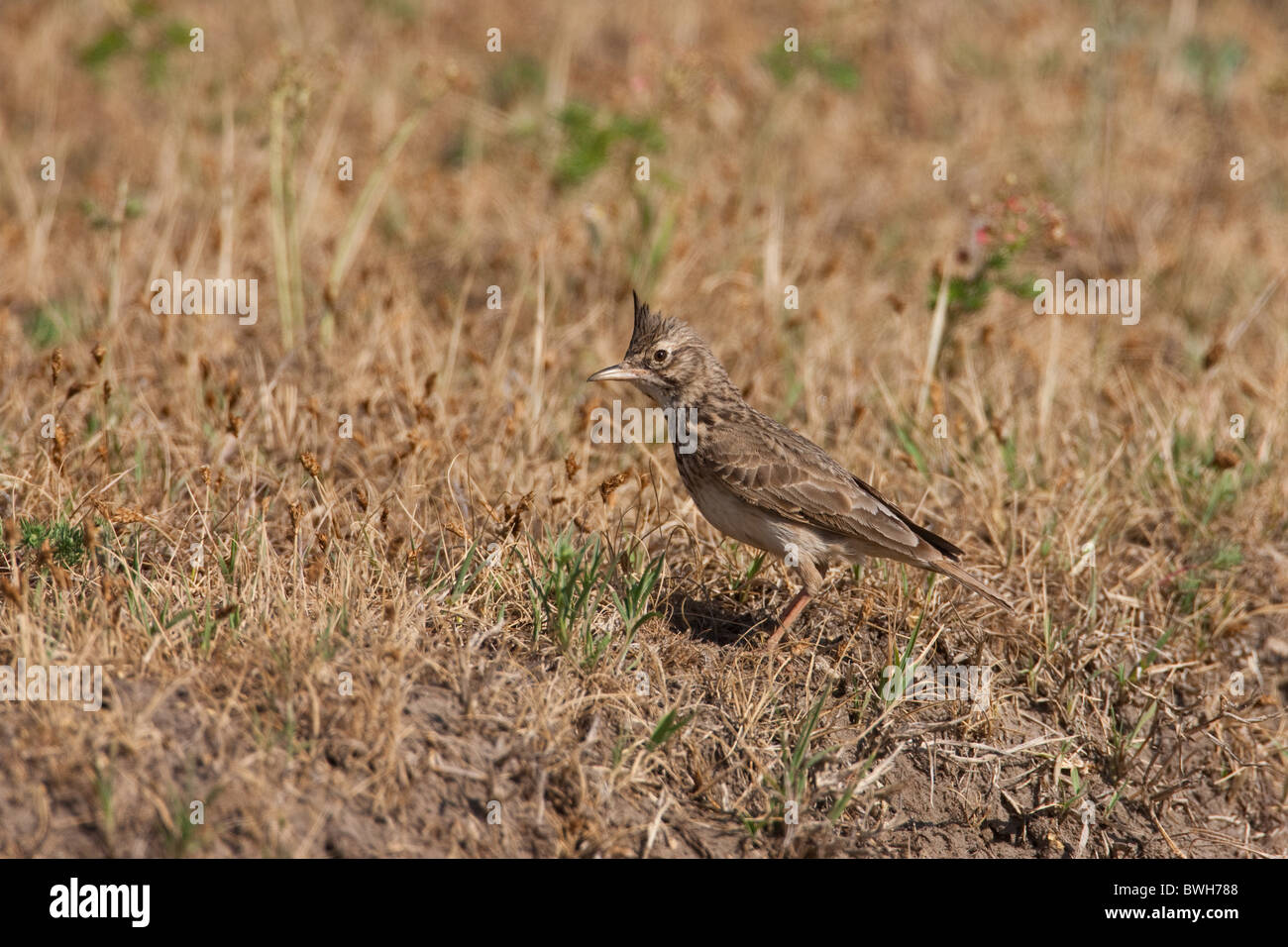 Skylark solo hi-res stock photography and images - Alamy