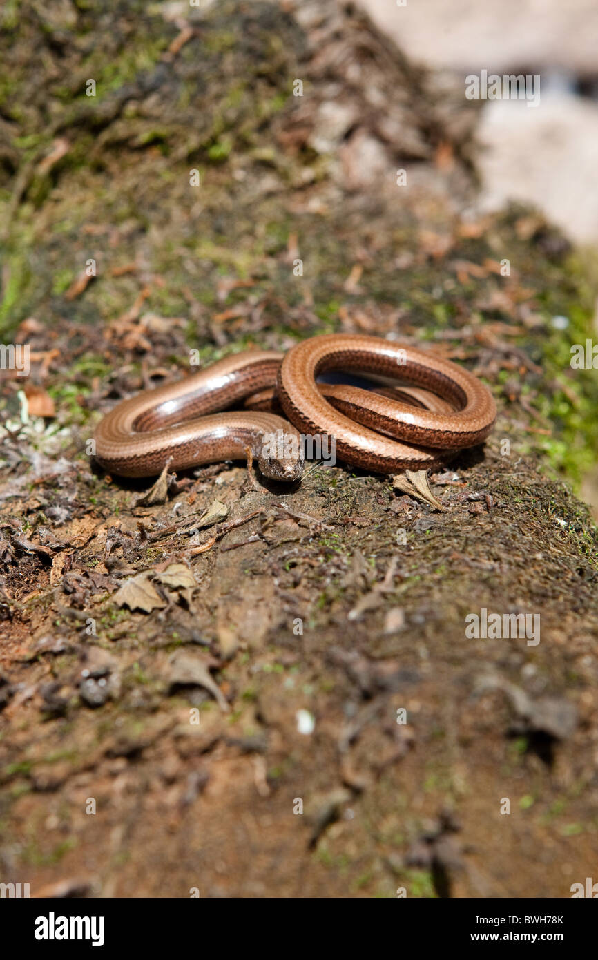 Blindworms hi-res stock photography and images - Alamy