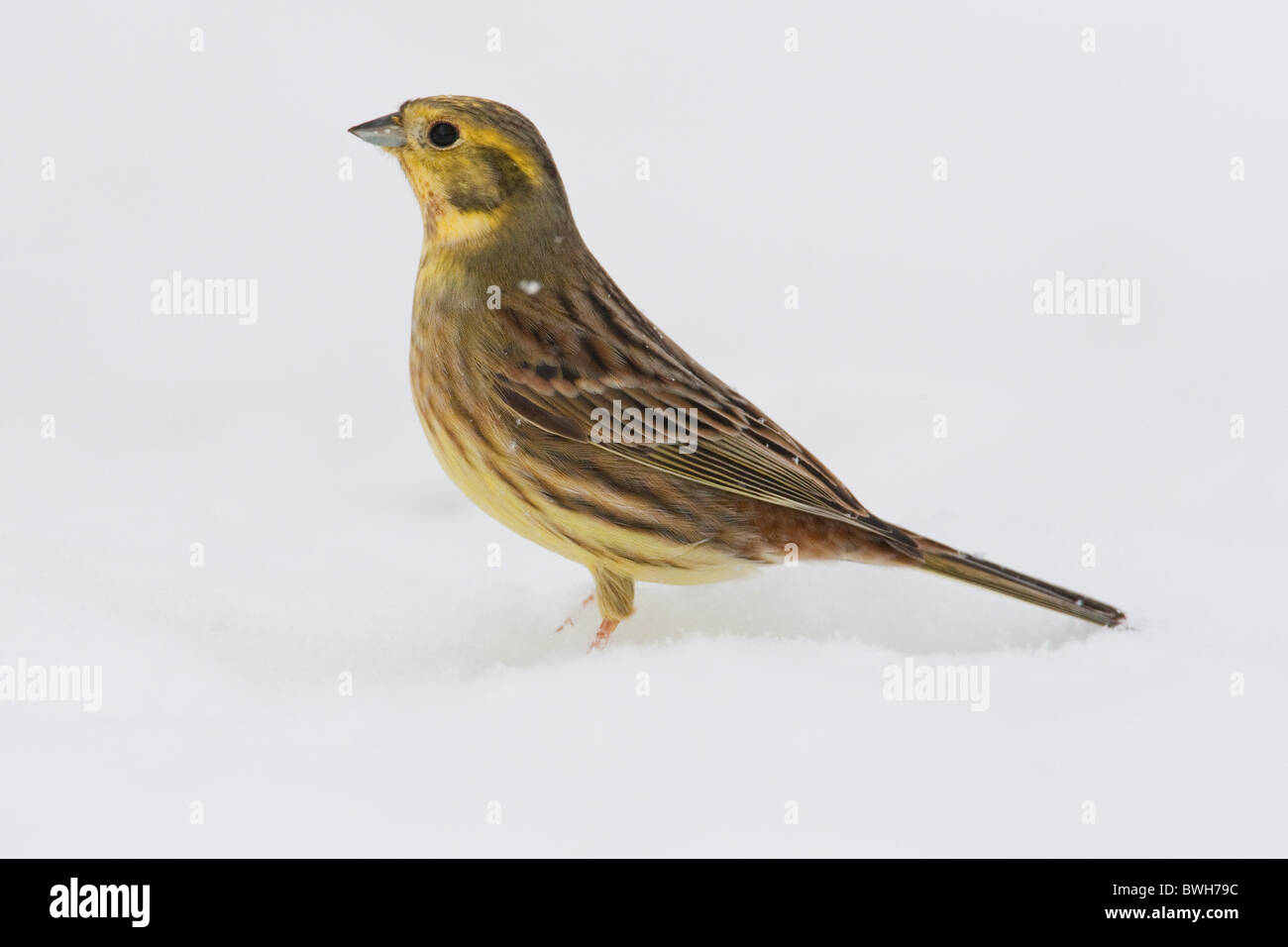 Yellowhammers bird hi-res stock photography and images - Alamy