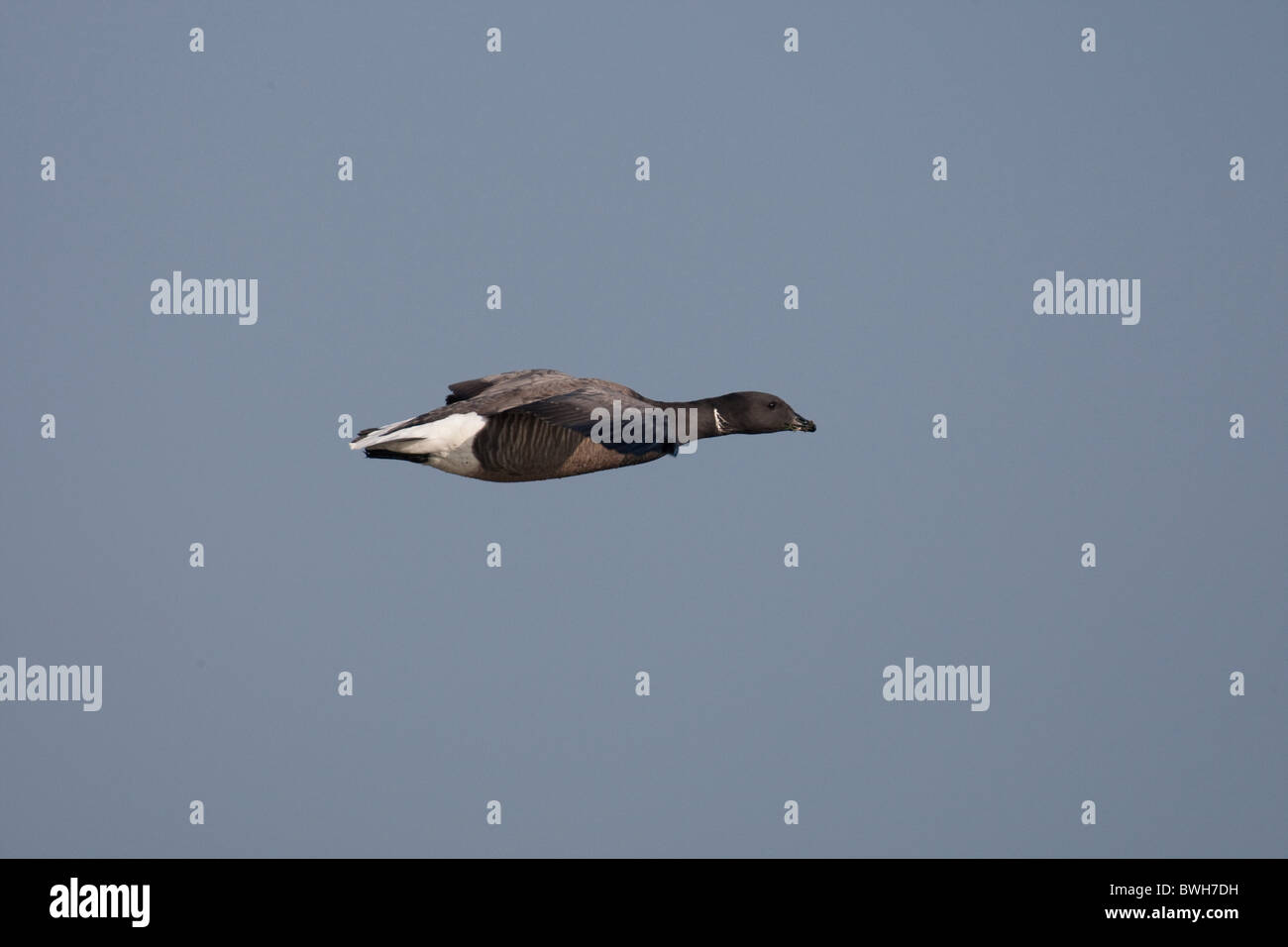 Brants water hi-res stock photography and images - Alamy