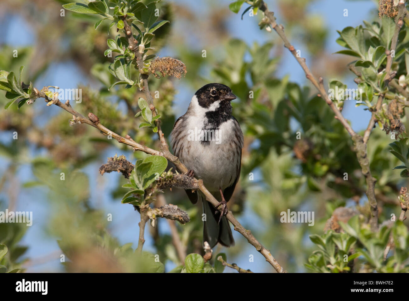 common reed bunting Stock Photo - Alamy