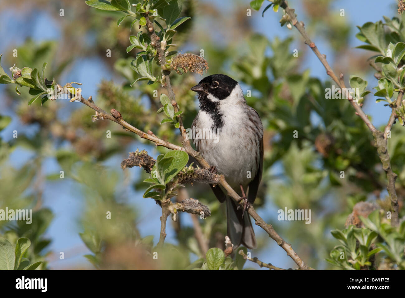 common reed bunting Stock Photo - Alamy