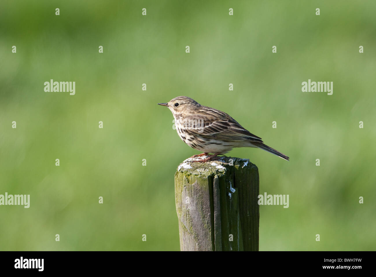 Pipits animal animals hi-res stock photography and images - Alamy
