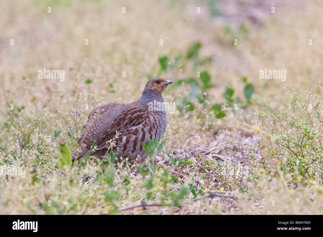 Partridges gray one single adult hi-res stock photography and images ...