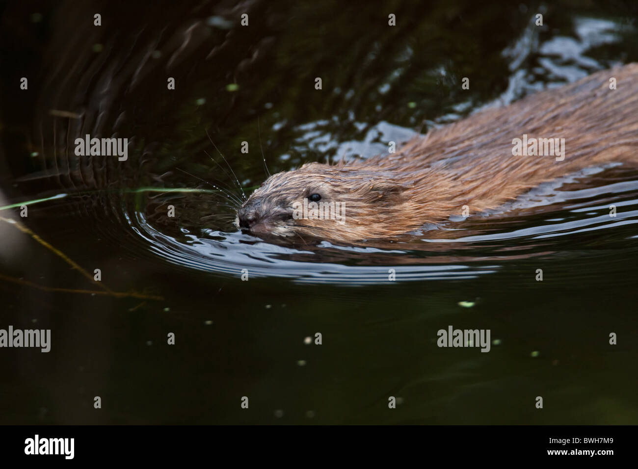Muskrat muskrats hi-res stock photography and images - Alamy