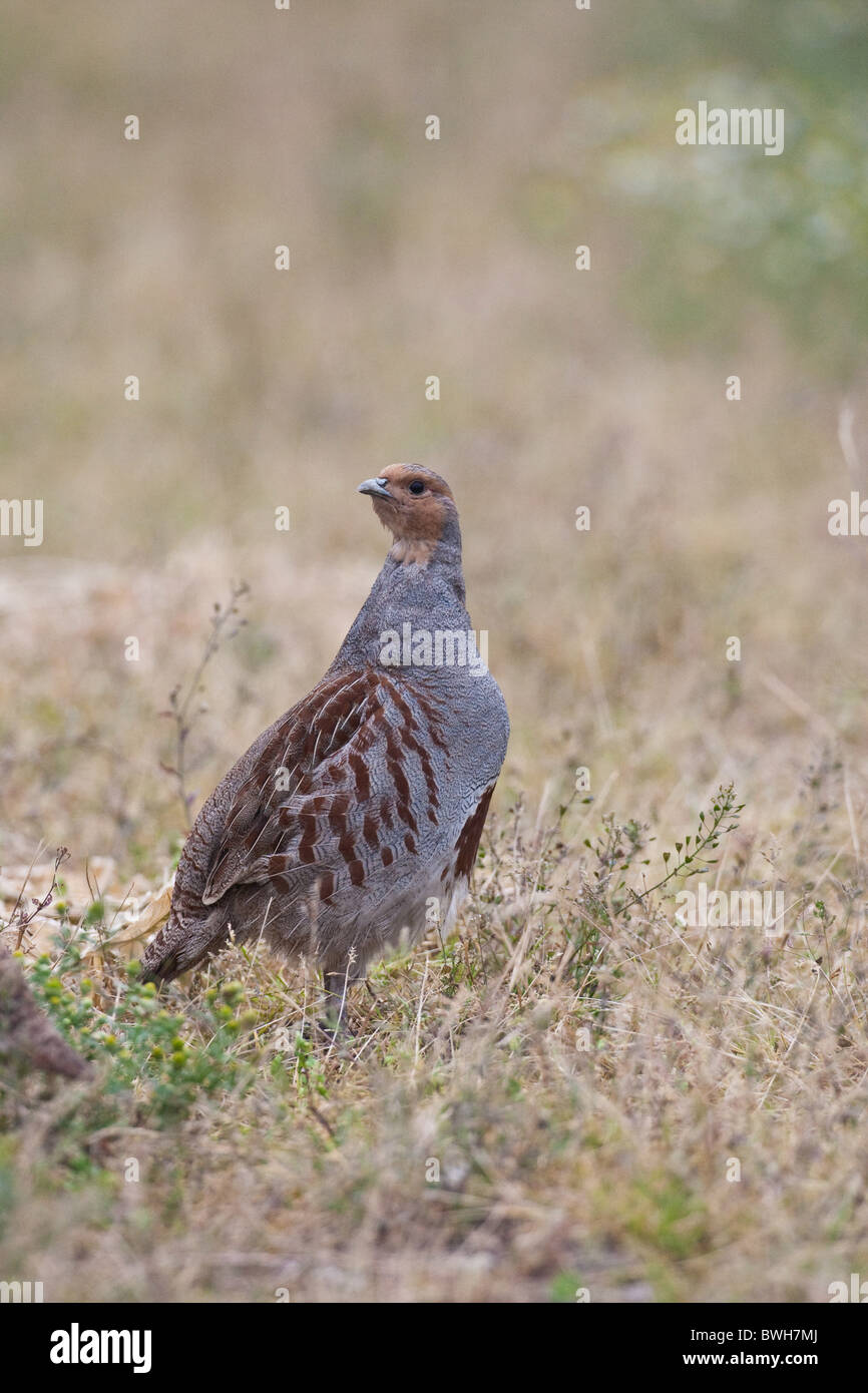 Partridges gray one single adult hi-res stock photography and images ...