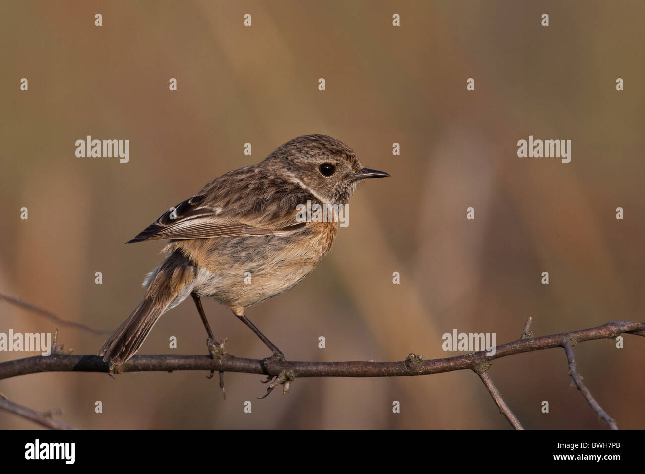 Common stonechat autumn hi-res stock photography and images - Alamy