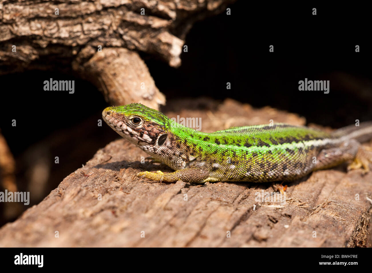 European green lizard Stock Photo - Alamy