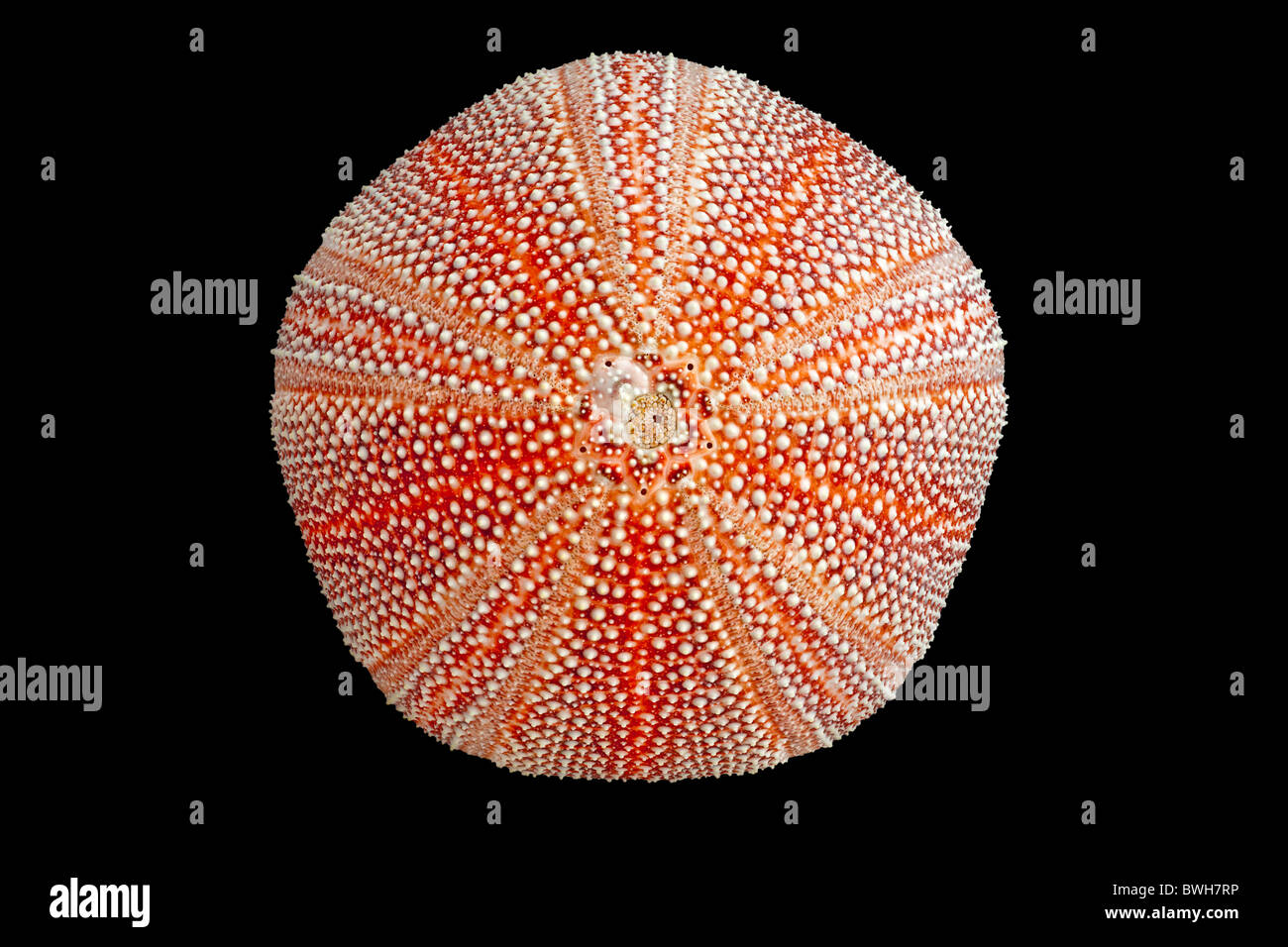 The calcareous skeleton of a common Sea Urchin shell, photographed in ...
