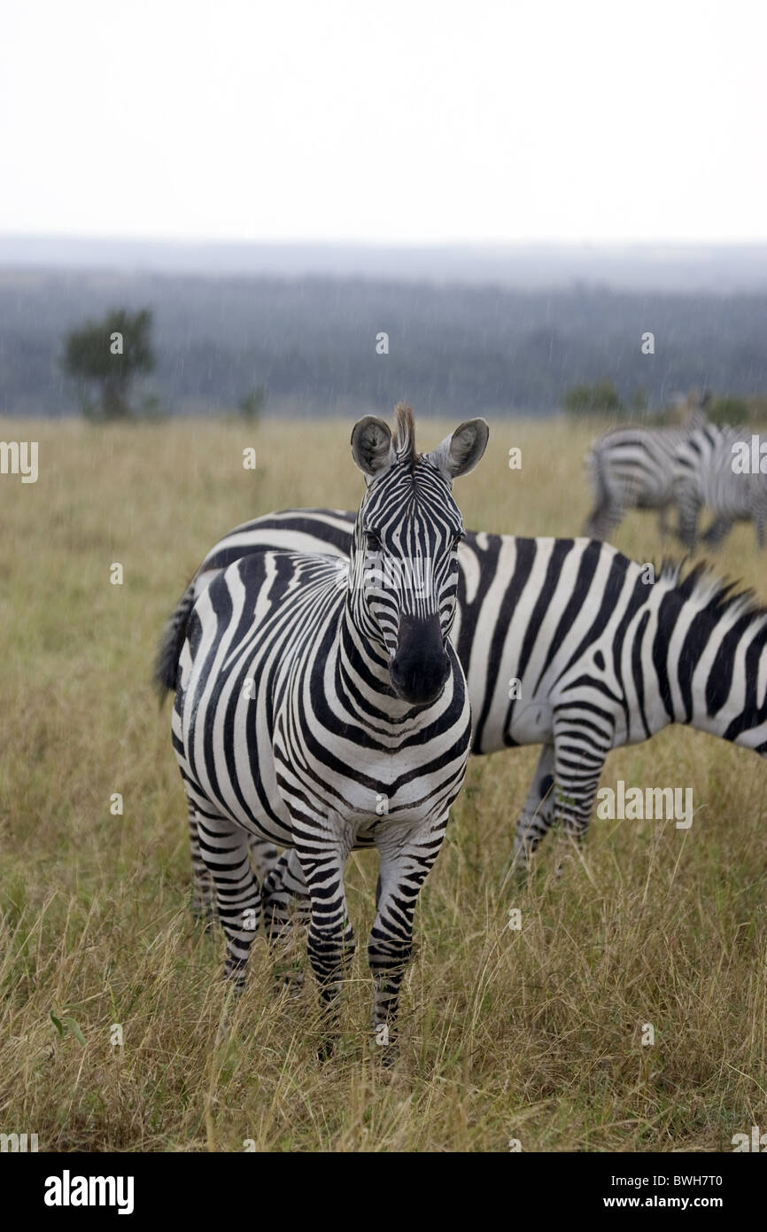 Zebra in the rain Stock Photo - Alamy