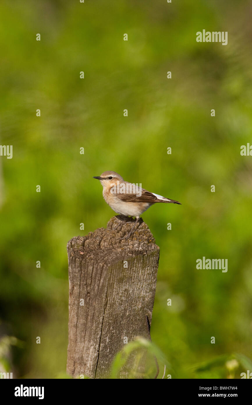 Adult greenland wheatear hi-res stock photography and images - Alamy
