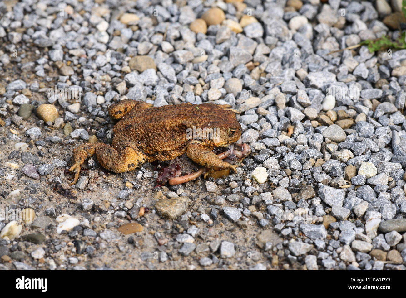 Dead toads hi-res stock photography and images - Alamy