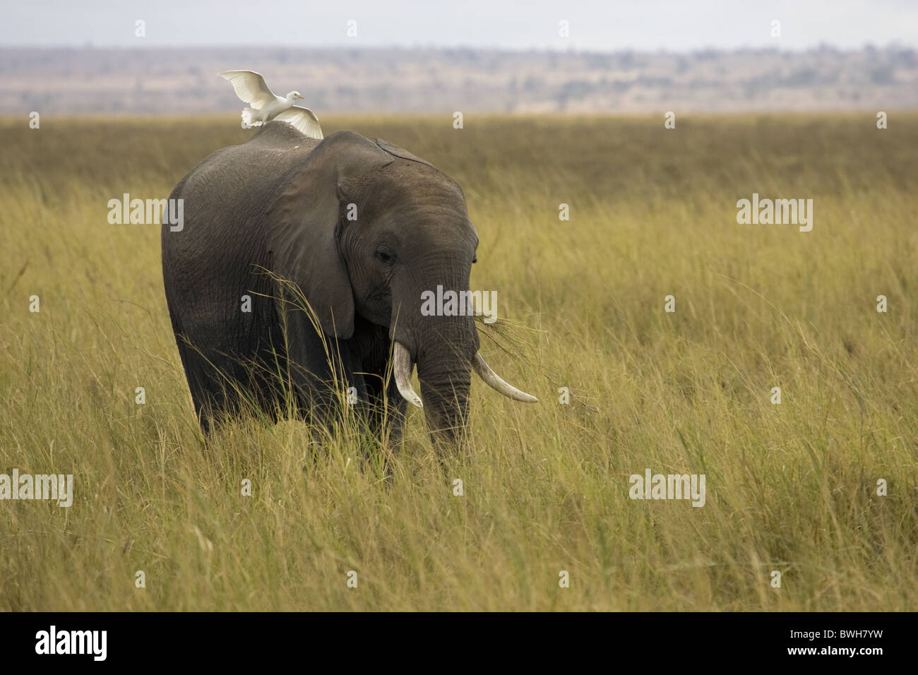 Elephant front view Stock Photo - Alamy