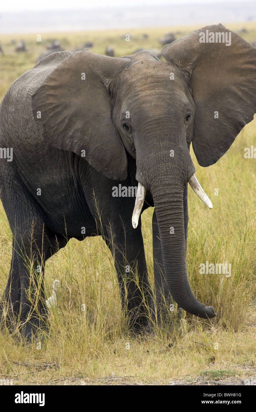 Elephant front view Stock Photo - Alamy