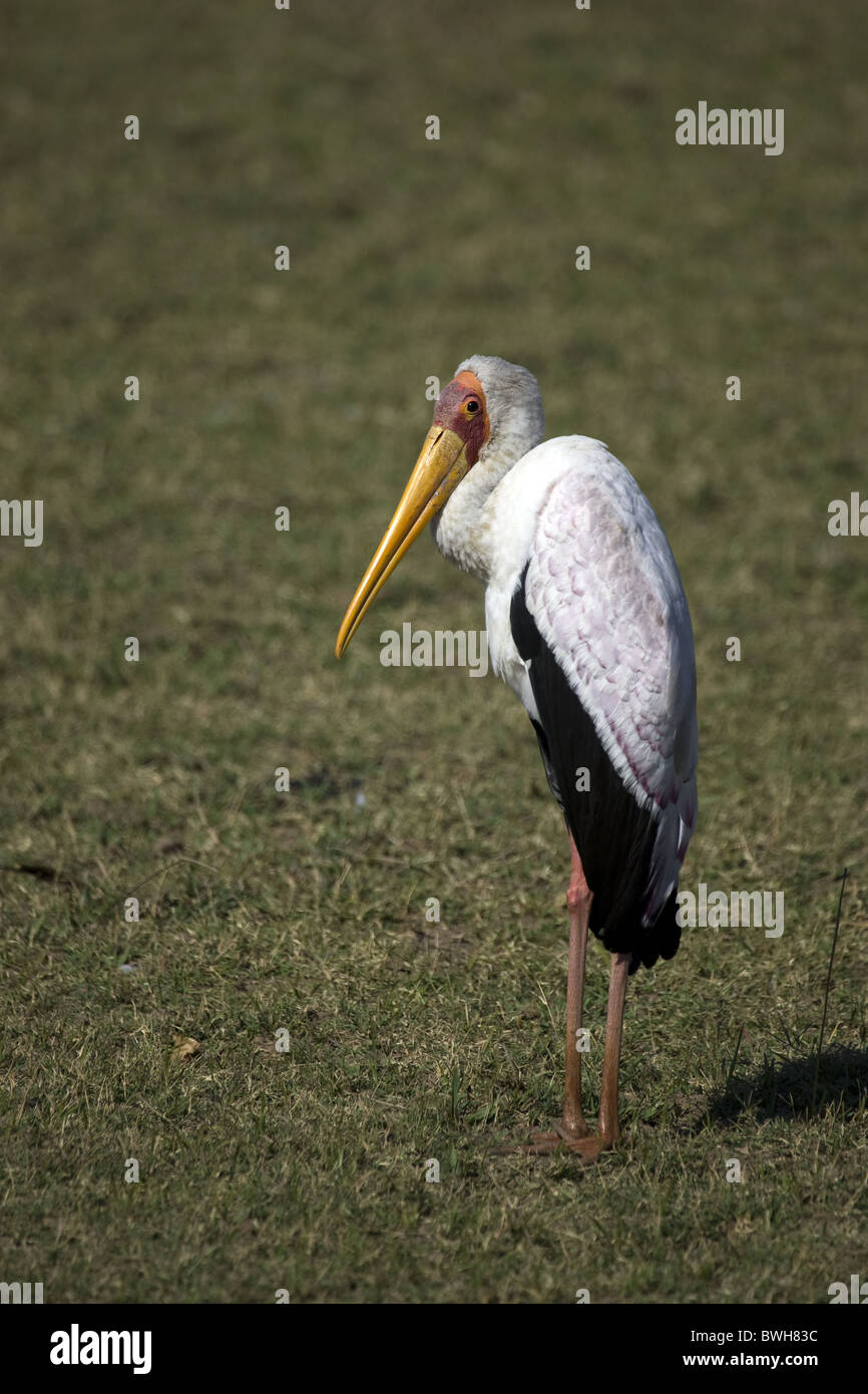 Yellow billed Stork Stock Photo - Alamy