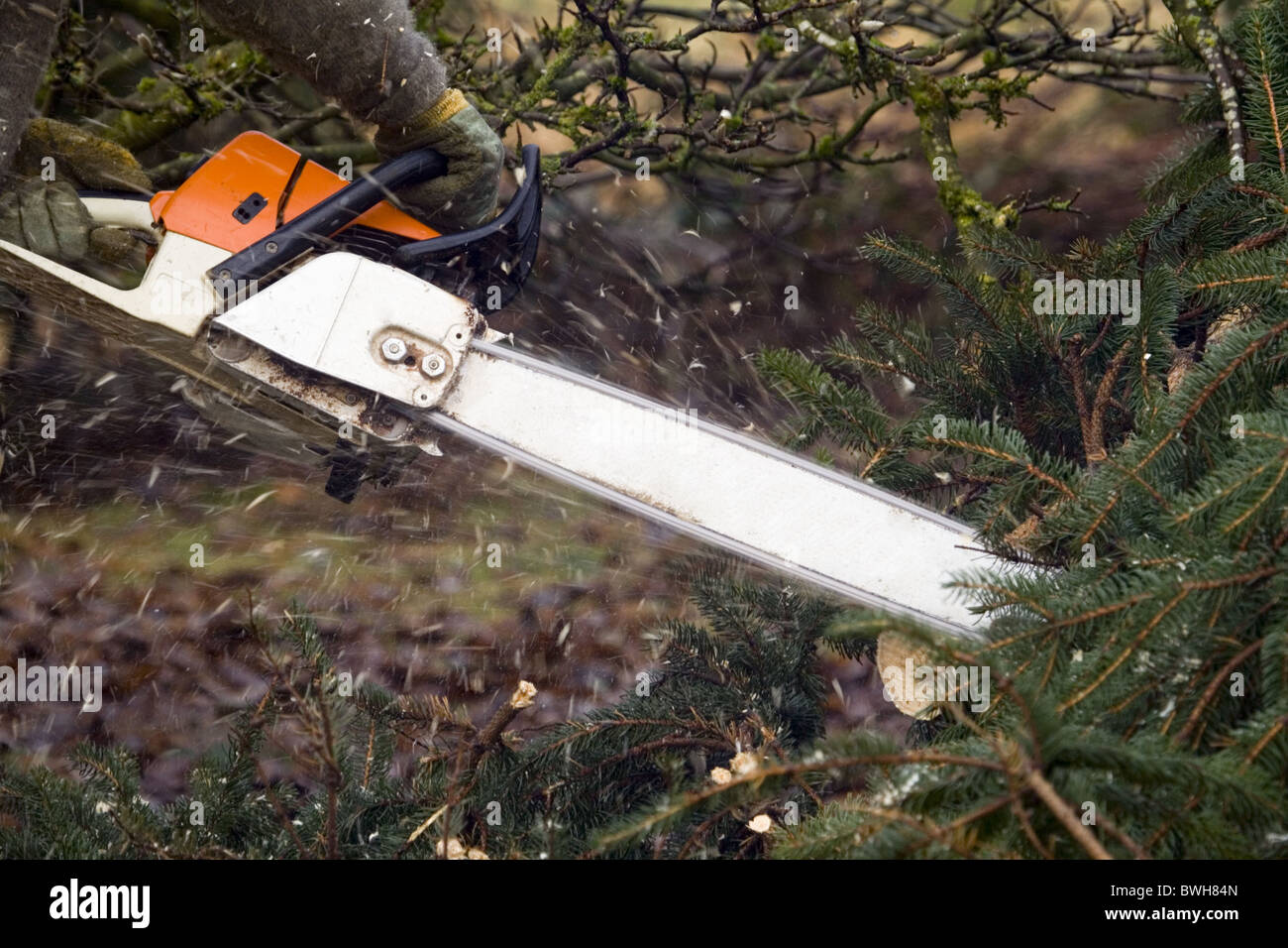 man chainsawing a tree Stock Photo - Alamy