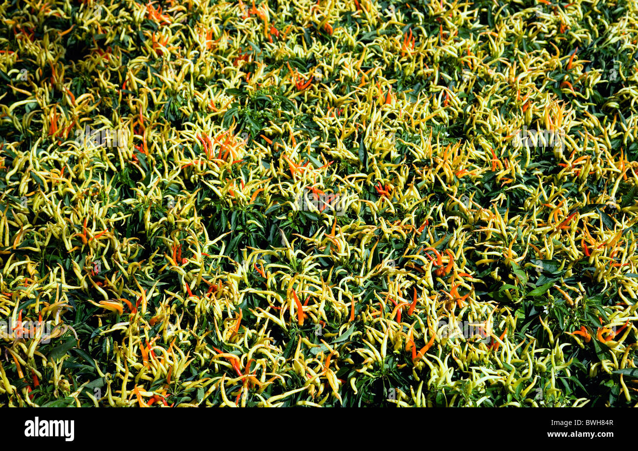 Green chillies farming hi-res stock photography and images - Alamy