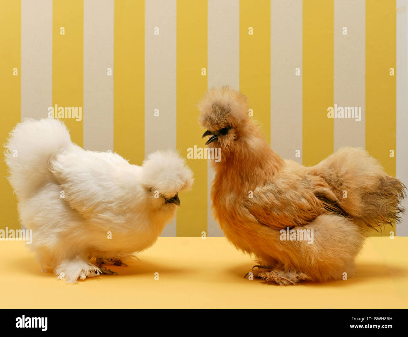 two silky chickens, brown and white with yellow striped background ...