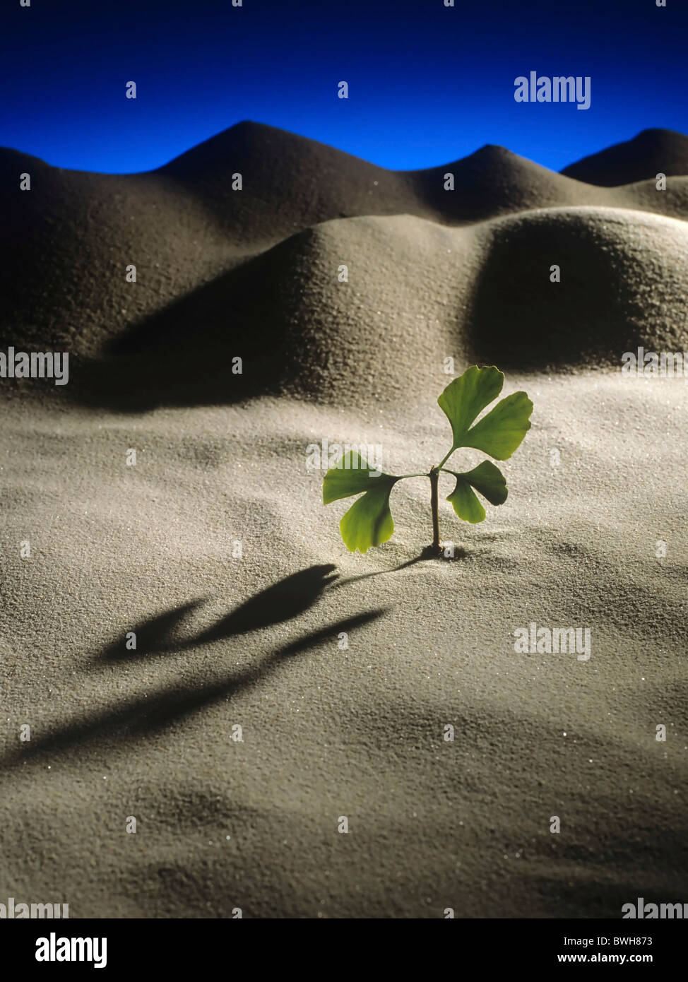 Durable Ginkgo (Ginkgo biloba) sapling in a desert landscape Stock ...