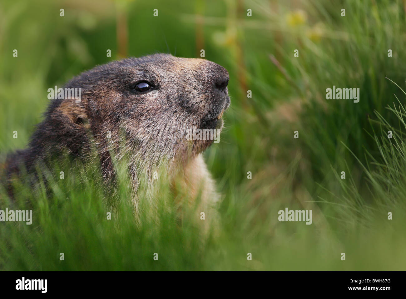 Marmotte alpine hi-res stock photography and images - Alamy