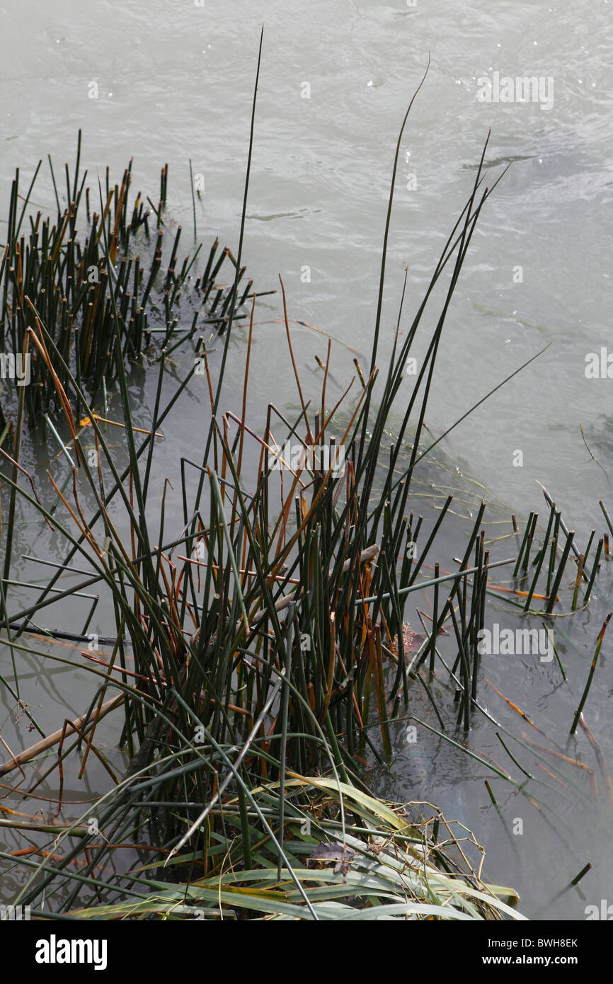 Bull rush hi-res stock photography and images - Alamy