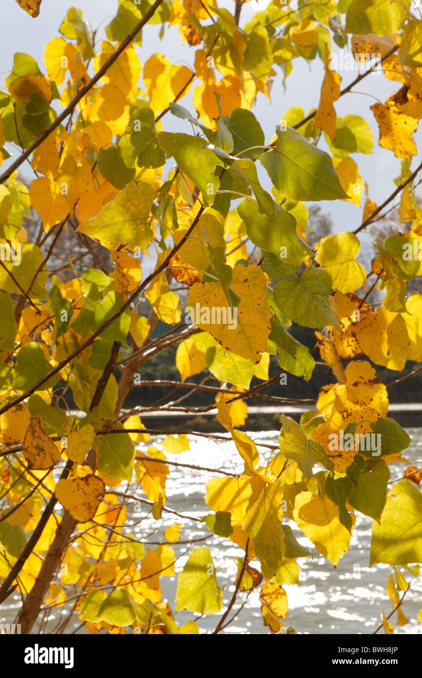 Autumn leaves riverside tree Stock Photo - Alamy