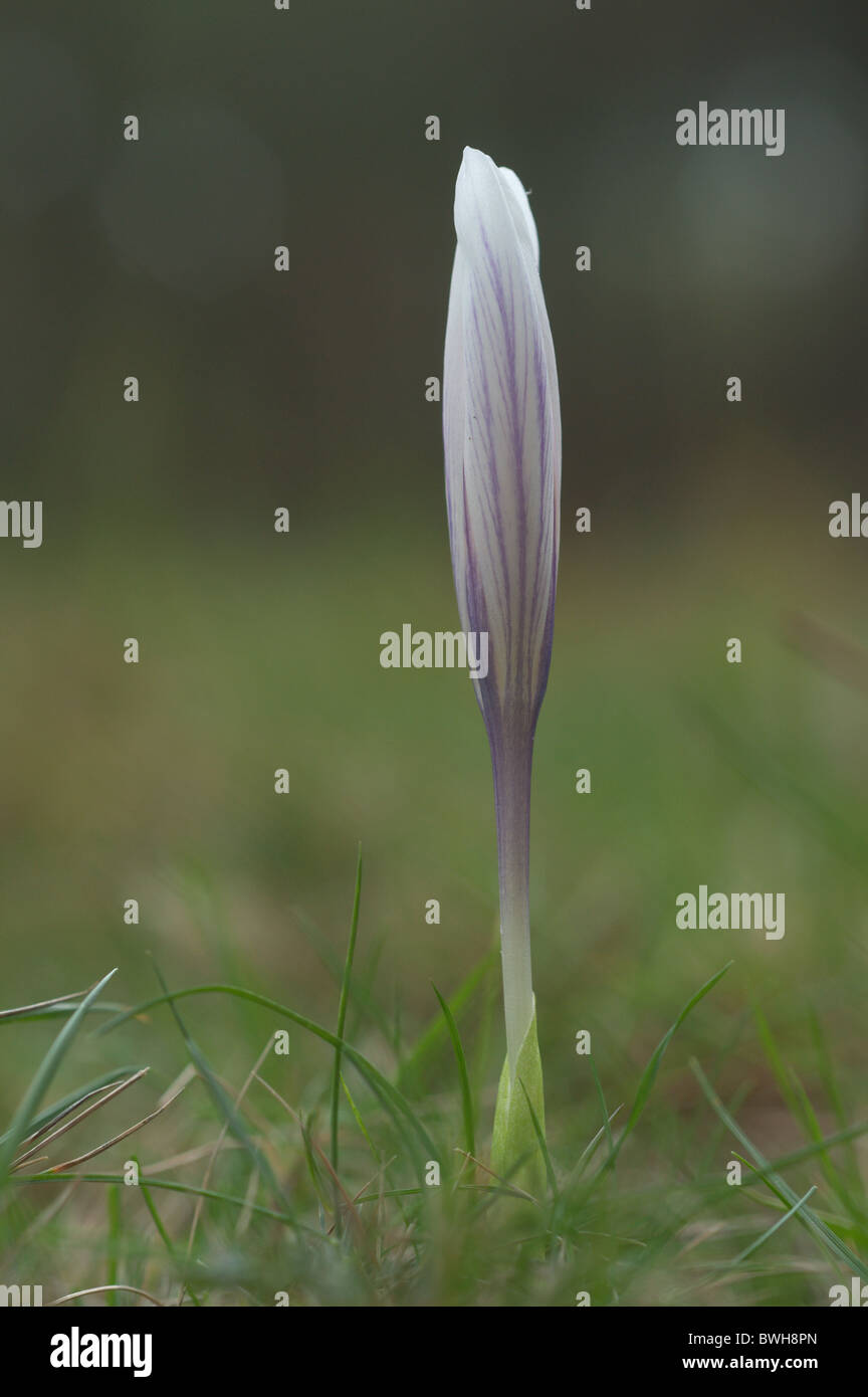 Autumnal Crocus (Crocus serotinus Stock Photo - Alamy