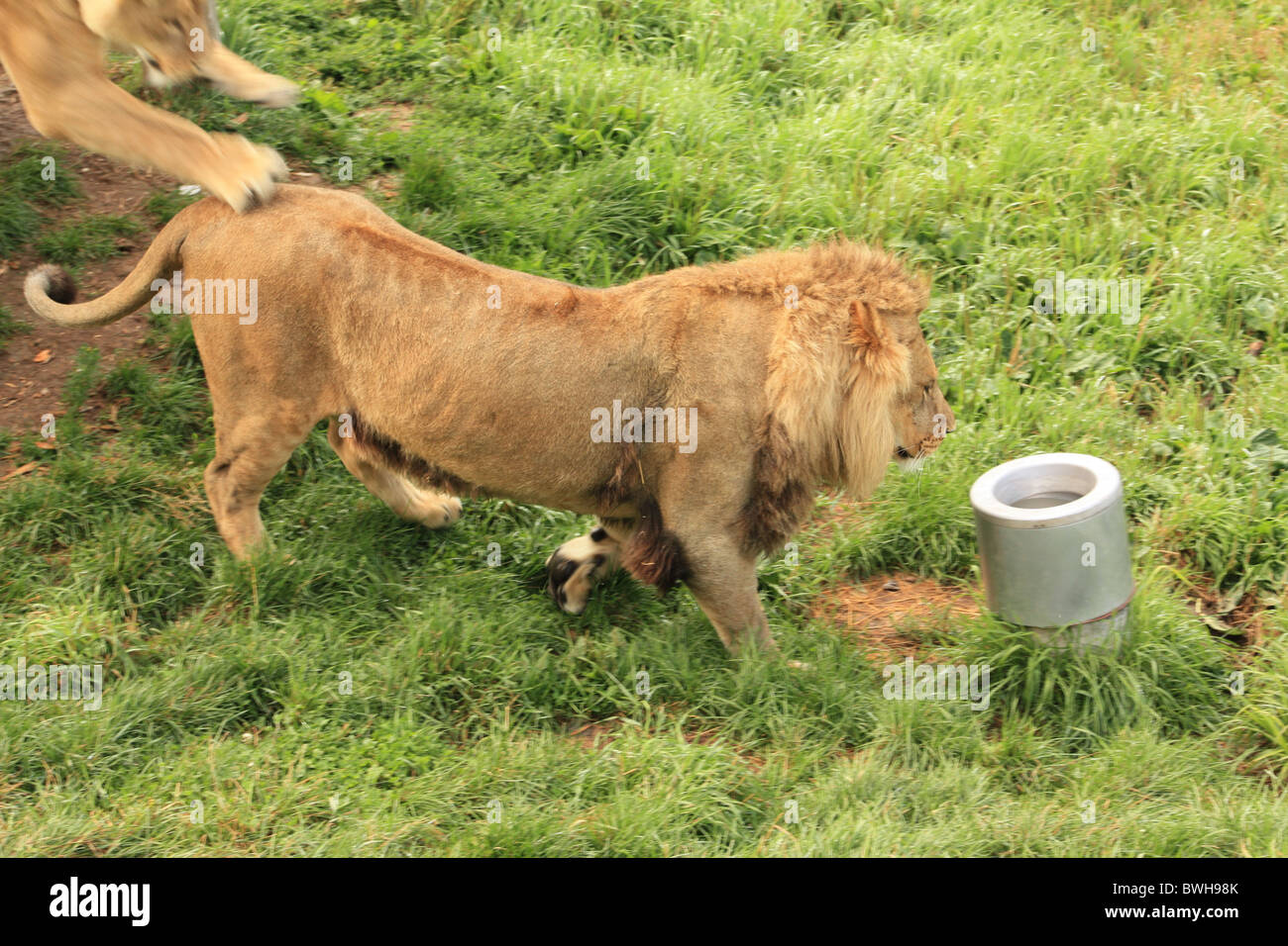 Cats and nature hi-res stock photography and images - Alamy