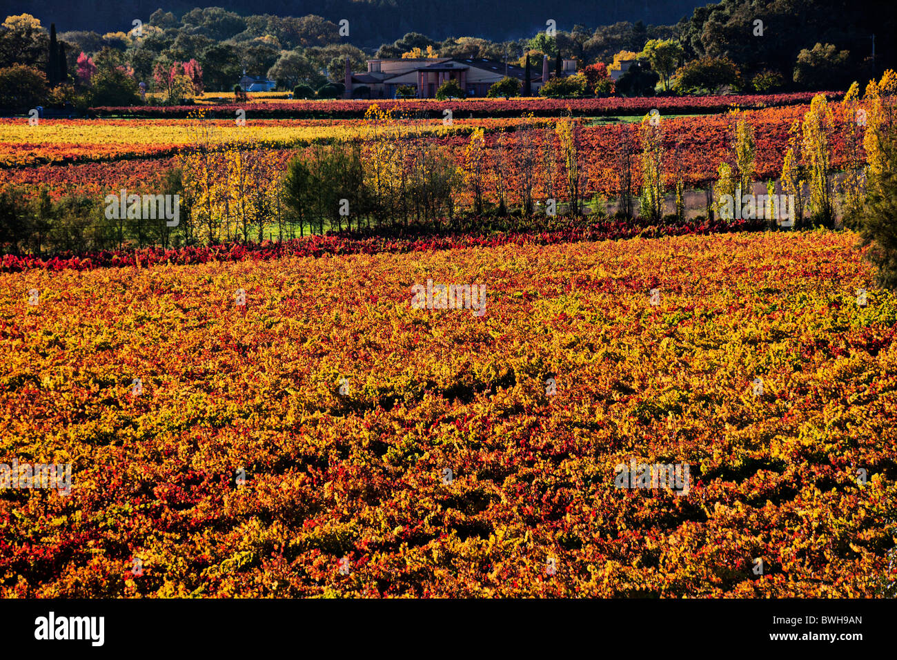 Napa fall hi-res stock photography and images - Alamy