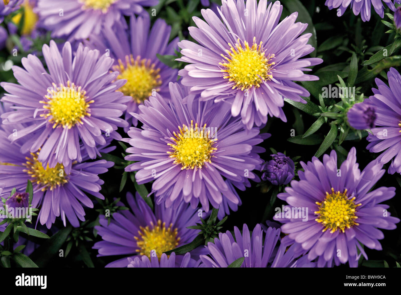 Fall asters (Aster Stock Photo - Alamy