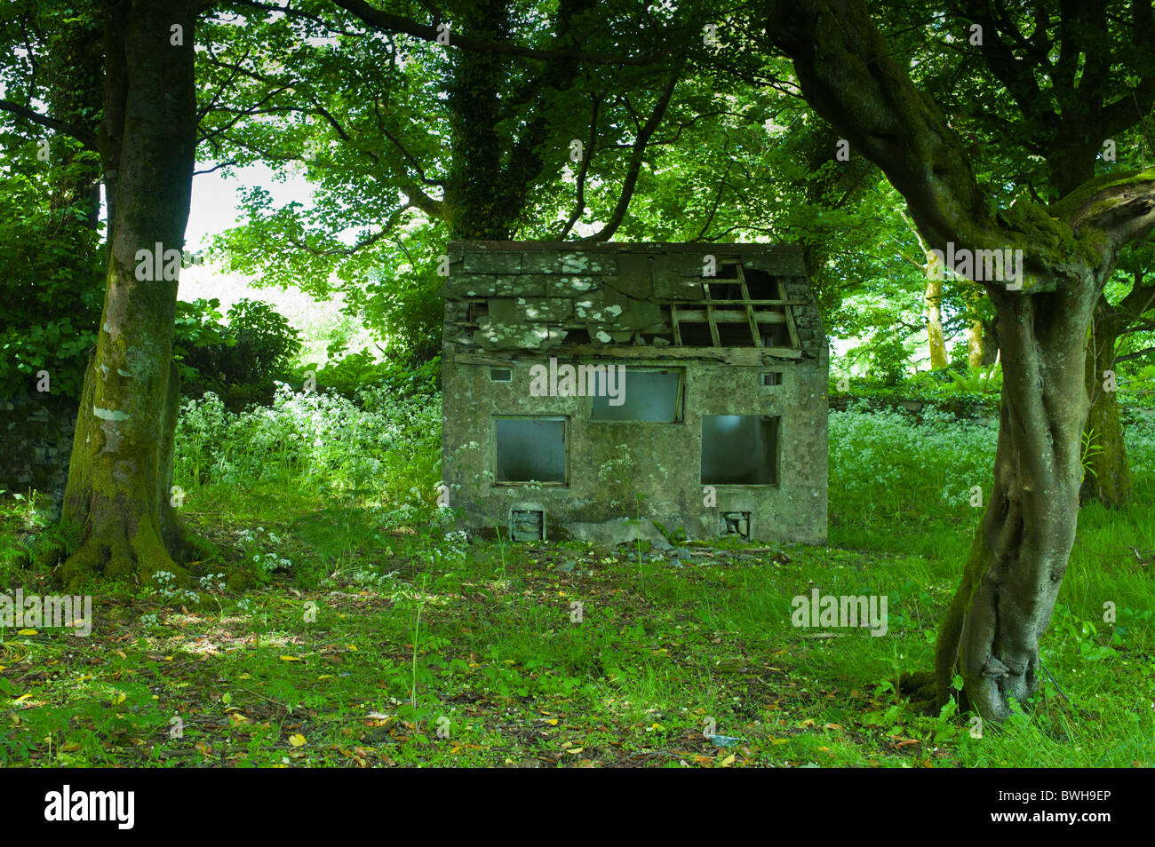 Derelict shack in rural setting, Kilfenora, County Clare, Ireland Stock ...