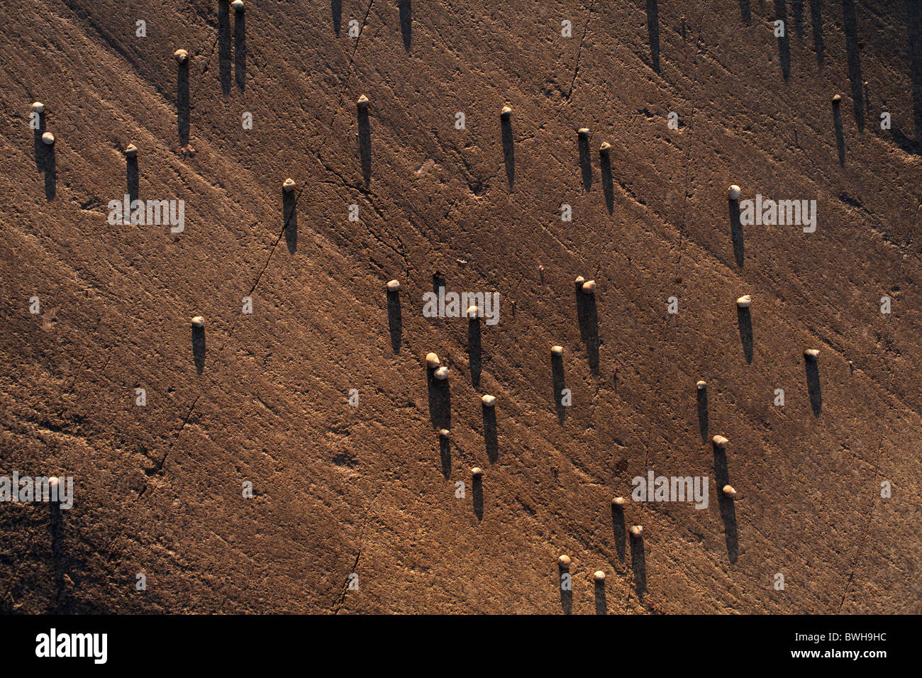 Small shells on granite at sunset casting long shadows Stock Photo - Alamy