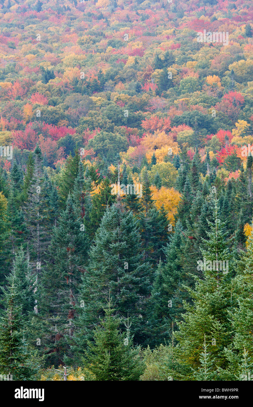 Forest along Route 302 during the autumn months in Carroll, New ...