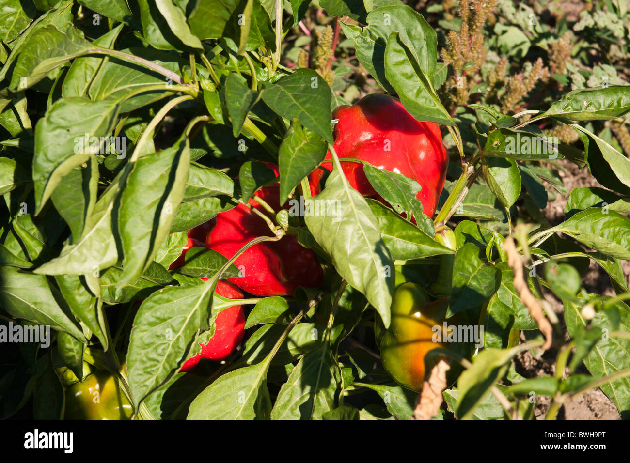 red pepper plant Stock Photo - Alamy
