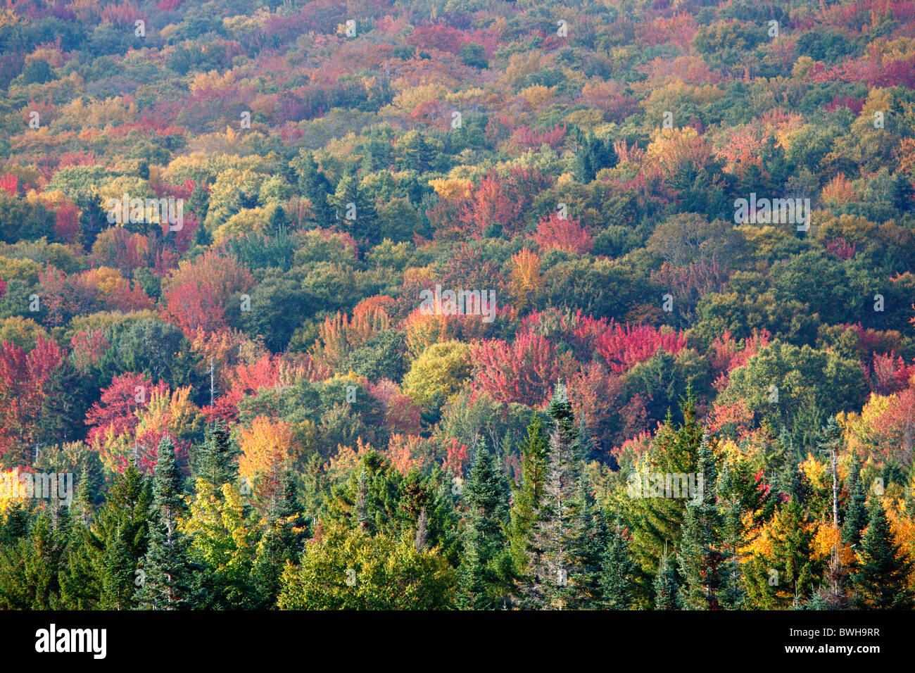 Forest along Route 302 during the autumn months in Carroll, New ...