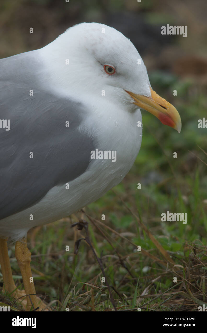 Yellow-legged gull (Larus michahellis Stock Photo - Alamy